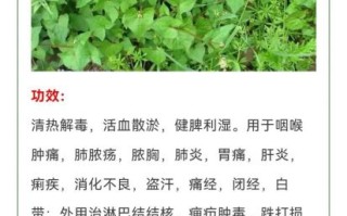 野菜图片大全及名字图库_野菜有哪些功效与作用