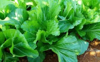 芥菜和雪里蕻一样吗_雪里蕻是不是芥菜