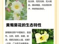 黄蜀葵花泡水长期喝安全吗_黄蜀葵花泡水可以长期服用吗