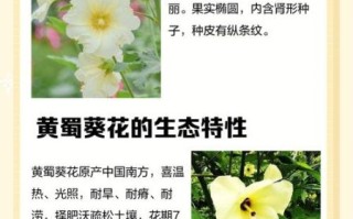 黄蜀葵花泡水长期喝安全吗_黄蜀葵花泡水可以长期服用吗