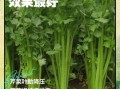 芹菜降血压正确吃法_芹菜怎么吃降血压效果最好