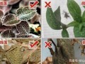 金线莲图片真假鉴别_金线莲高清图对比