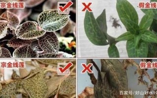 金线莲图片真假鉴别_金线莲高清图对比