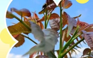 冷冻香椿怎么做好吃_冷冻香椿解冻后还能保持香味吗