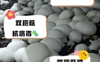 双孢菇栽培技术_如何提高产量与品质