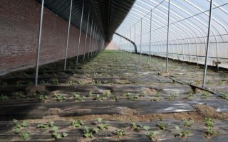 香瓜什么时候种最合适_香瓜种植方法全过程