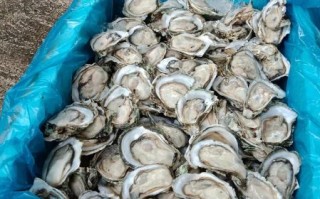 海蛎子多少钱一斤_海蛎子价格受哪些因素影响