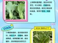 青菜有哪些种类_如何挑选新鲜青菜