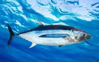 吞拿鱼和金枪鱼有什么区别_哪个更好吃