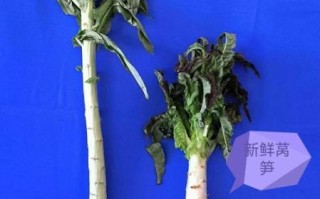 贡菜是不是莴笋_贡菜和莴笋的区别