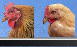 野生鸡能长多少斤_野生鸡怎么分辨真假