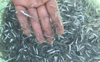 鳀鱼还叫什么鱼_鳀鱼别名叫什么