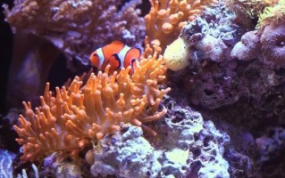 鱼视频大全哪里看_海洋纪录片怎么选