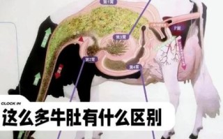 毛肚是什么动物身上的_毛肚和牛肚的区别