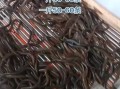 黄鳝鱼苗多少钱一斤_黄鳝鱼苗怎么养
