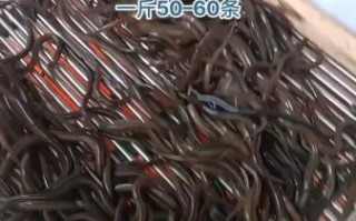 黄鳝鱼苗多少钱一斤_黄鳝鱼苗怎么养