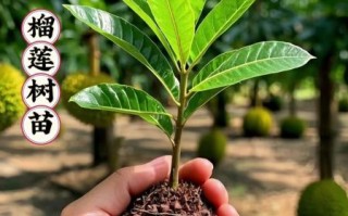 榴莲树苗1年能长多高_榴莲树苗1年图片真实对比