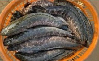 黑鱼多少钱一斤_黑鱼价格为什么波动这么大