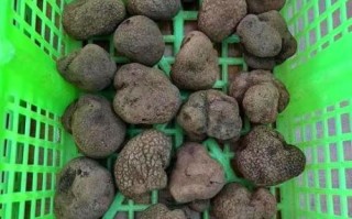 黑松露怎么吃最好吃_黑松露炒什么最香