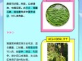 猴腿菜和蕨菜的区别_猴腿菜和蕨菜哪个好吃