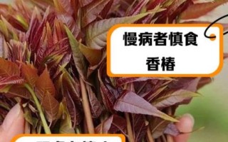 香椿芽是发物吗_哪些人不能吃