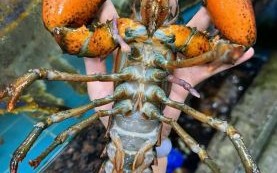 波斯龙虾多少钱一斤_波斯龙虾价格行情