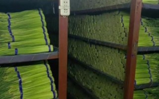 山东冷库蒜薹价格_今日多少钱一斤