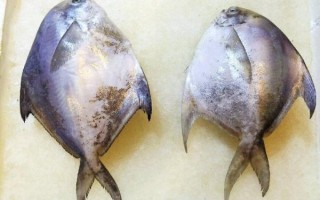 又薄又扁的鱼是什么鱼_常见种类及选购技巧