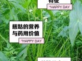 慈姑怎么吃最好_慈姑的功效与作用有哪些