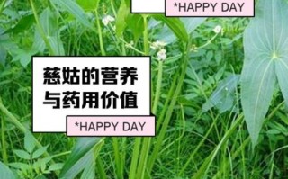 慈姑怎么吃最好_慈姑的功效与作用有哪些