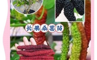 桑椹树图片大全_桑椹树几年结果