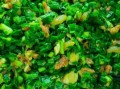 韭菜饺子馅怎么调好吃_韭菜饺子馅要不要焯水