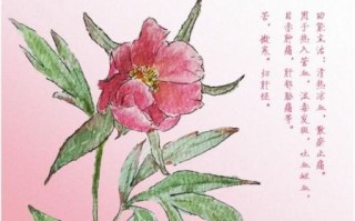 白芍和赤芍是一种植物吗_赤芍和白芍的区别