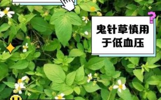 鬼针草泡水喝的功效与作用_鬼针草泡水能天天喝吗