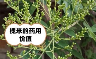 槐米图片大全_如何辨别真假槐米