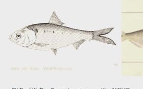 鲥鱼鱼鳞可以吃吗_鲥鱼鱼鳞的营养价值