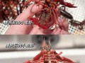 小龙虾怎么清洗_小龙虾正确做法视频