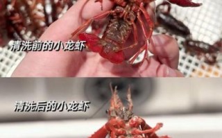 小龙虾怎么清洗_小龙虾正确做法视频