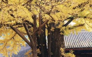 女士去红螺寺注意事项_女生去红螺寺穿什么衣服