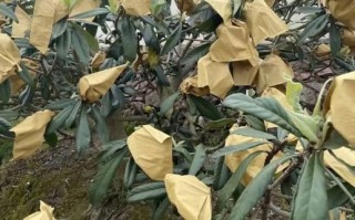 枇杷果多少钱一斤_枇杷价格行情