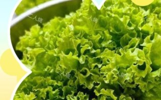 生菜焯水不变黑的小妙招_为什么焯水后发黑