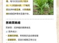 麻子菜长什么样_麻子菜的功效与作用
