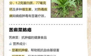 麻子菜长什么样_麻子菜的功效与作用