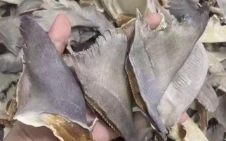 鱼翅品种排行_哪种鱼翅最好