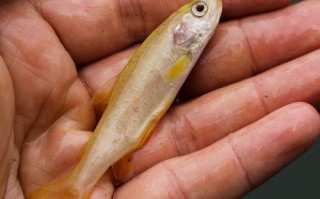 金鳟鱼和虹鳟的区别_金鳟鱼是虹鳟吗 金鳟鱼和虹鳟的区别_金鳟鱼是虹鳟吗