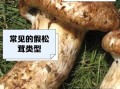 野生松茸高清图片_如何分辨真假松茸