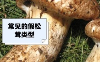 野生松茸高清图片_如何分辨真假松茸 野生松茸高清图片_如何分辨真假松茸