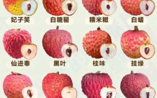 荔枝最好吃的品种有哪些_如何挑选顶级荔枝