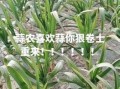 杞县大蒜最新价格_杞县大蒜价格走势