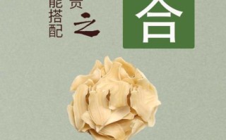 百合花的功效与作用_百合花泡水喝有什么禁忌